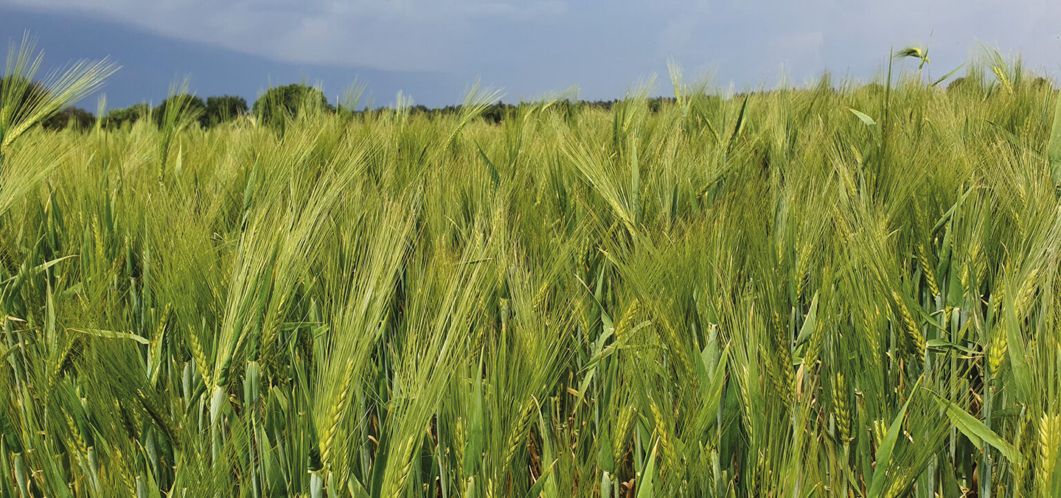 Wintergranen rassenkeuze 2024 - Agrea