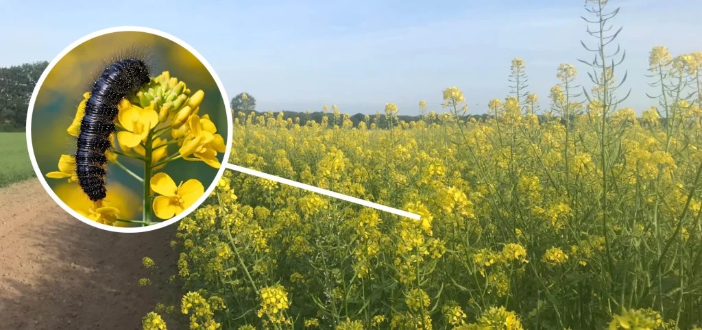 Gesignaleerd: Rupsen in groenbemesters - Agrea